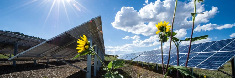 Renewable Energy and Sustainability in the US: 2025 Outlook for ...